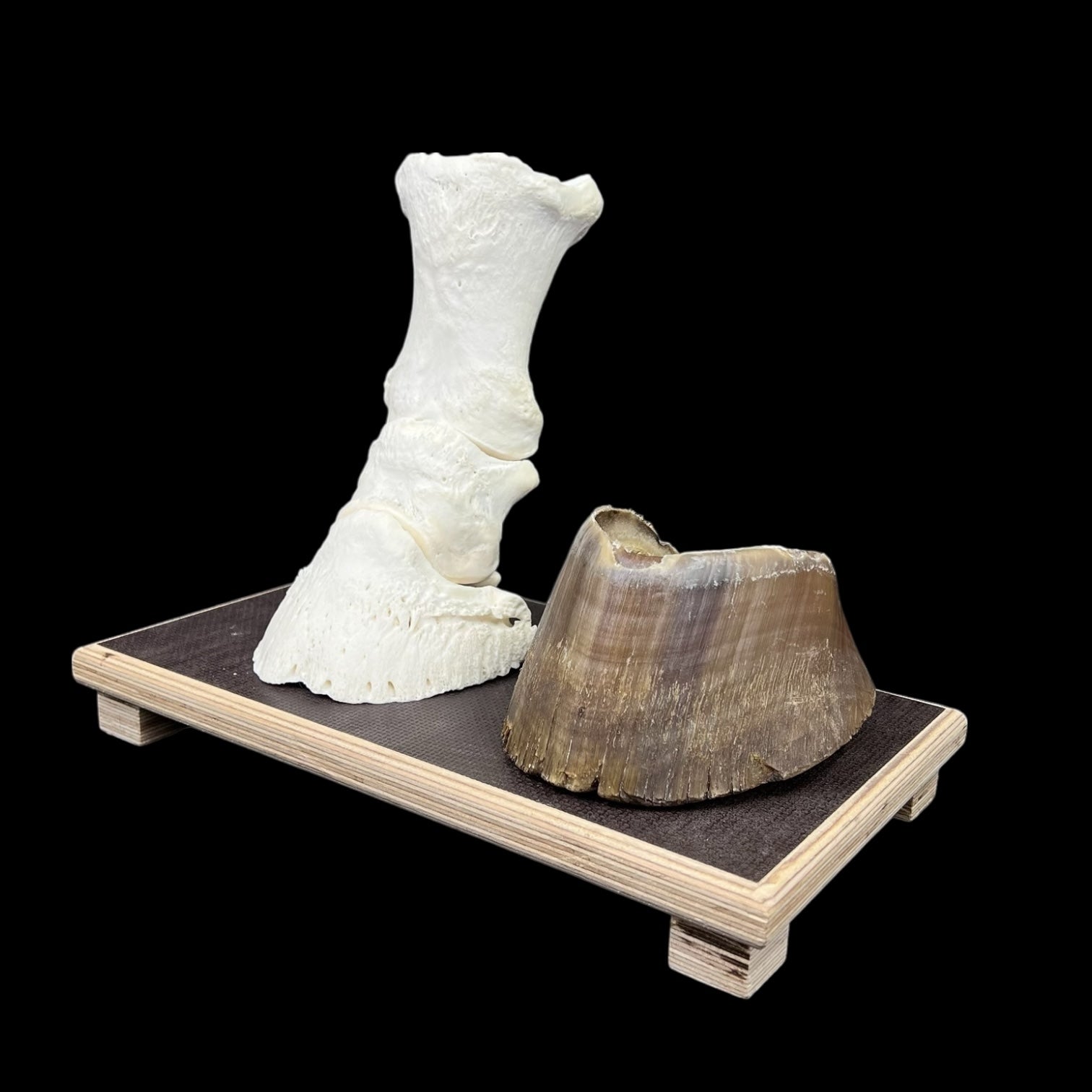 Model kopyta konia – anatomiaedu.pl